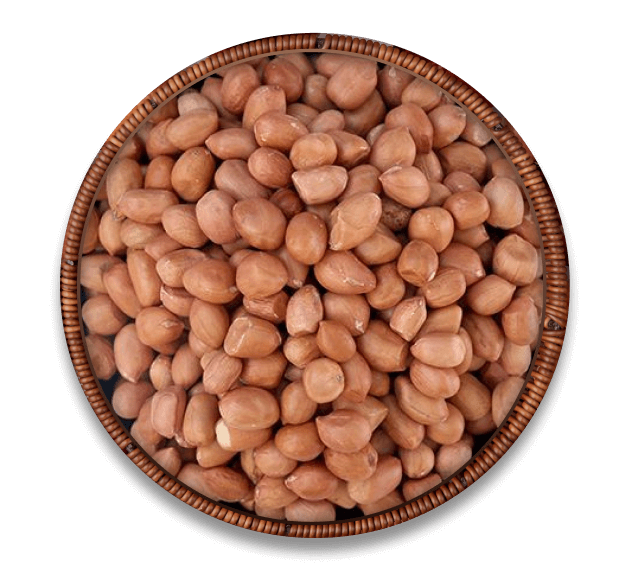 Home - Arya Agri Export